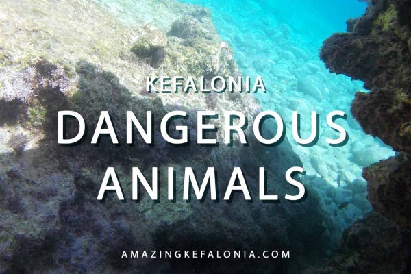 Most dangerous animals in Kefalonia Island, and how to avoid!